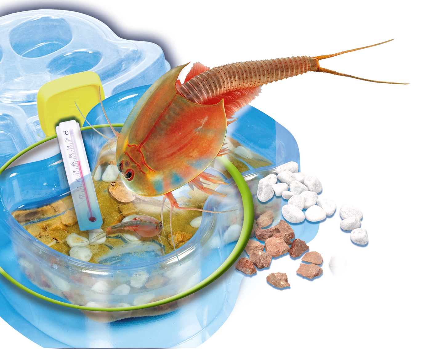 Original Triops Nachfüll-Set - Clementoni